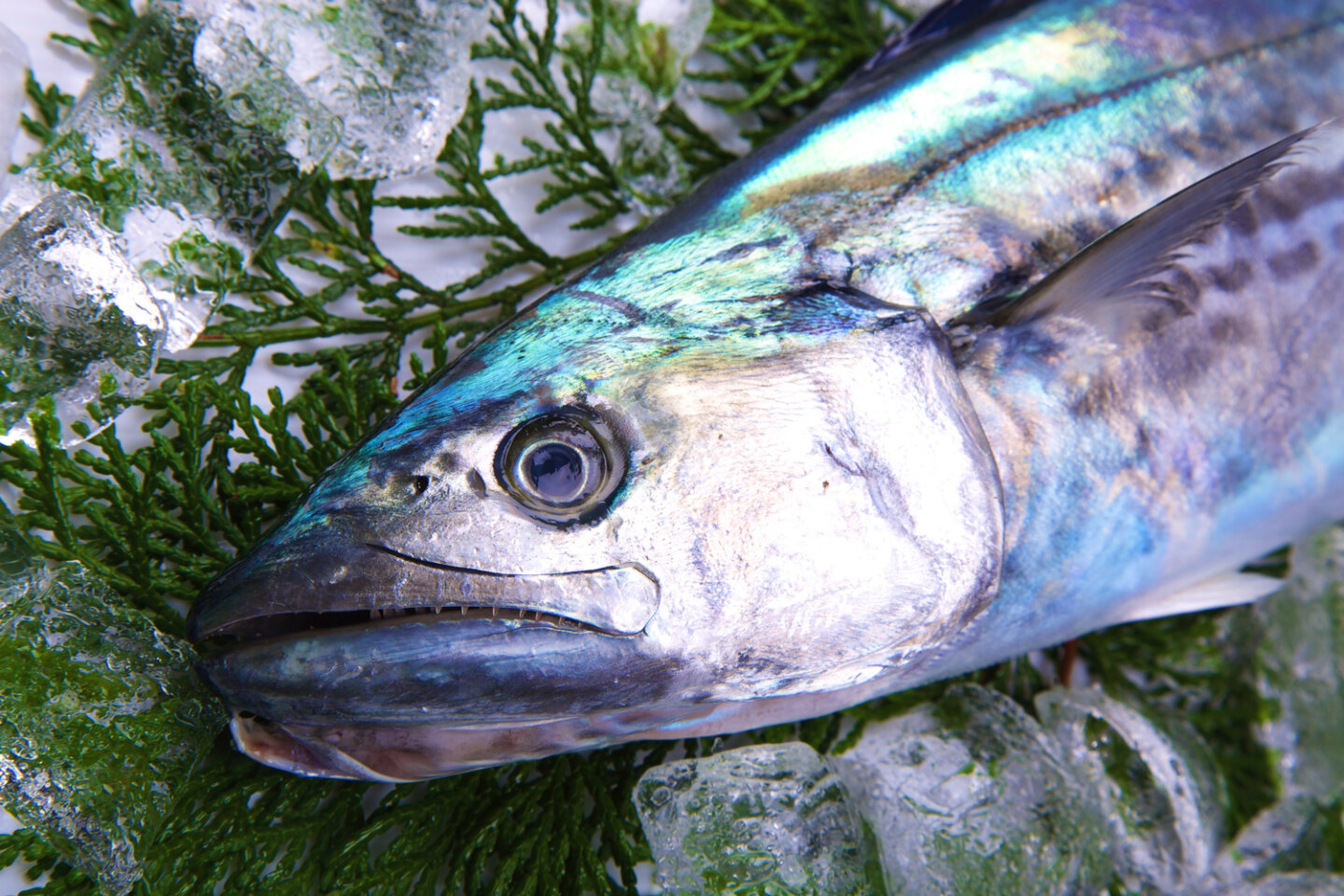 Cá thu Sagoshi Nhật Bản - thực phẩm giàu dinh dưỡng 日本のサゴシ〜栄養価の高い食品 ...