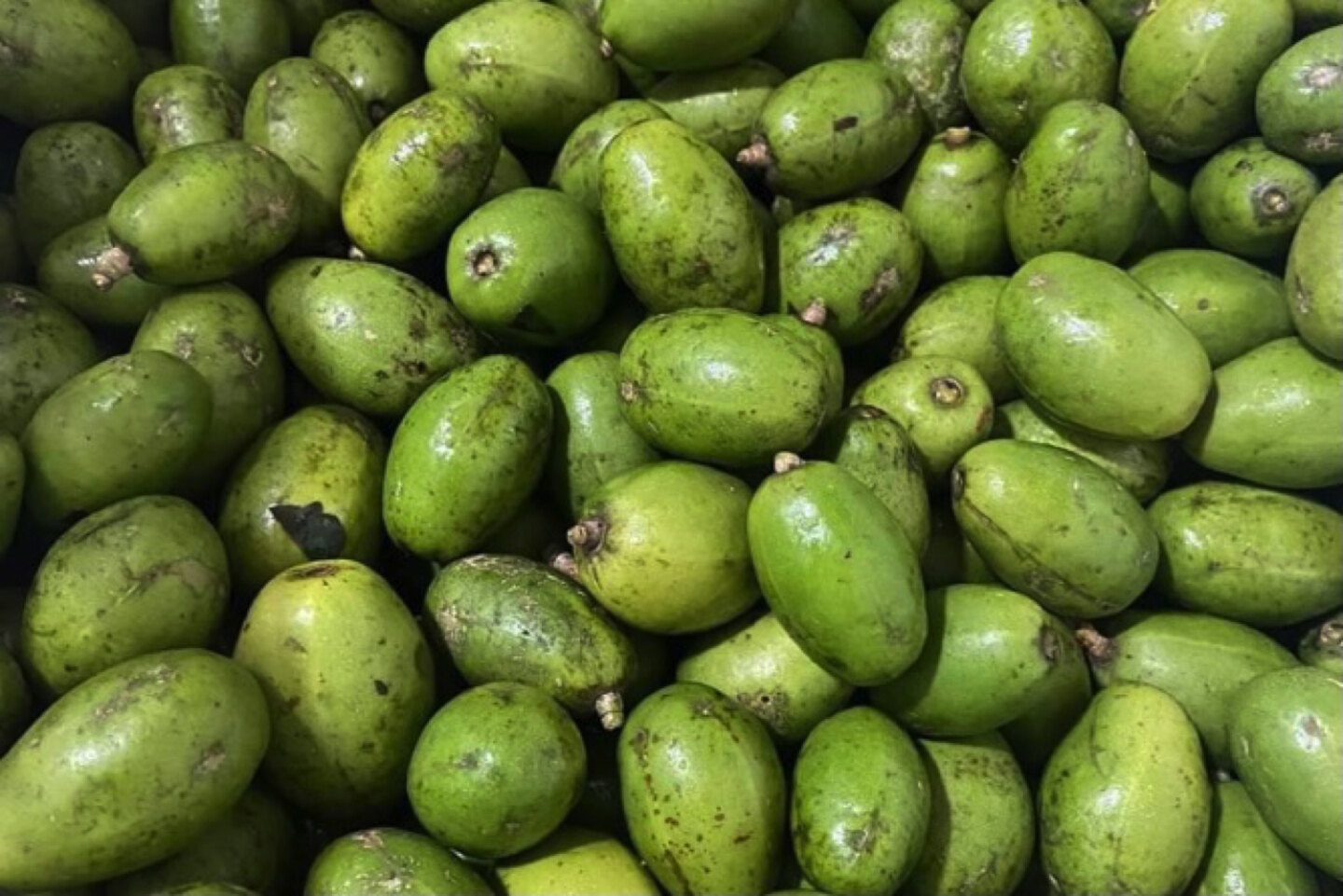 Quả cóc - Những điều có thể bạn chưa biết タマゴノキ〜あなたが知らないかもしれないこと | ベトナム ...